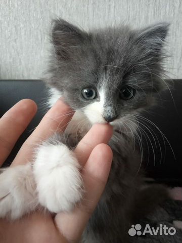 Серое облачко, котенок