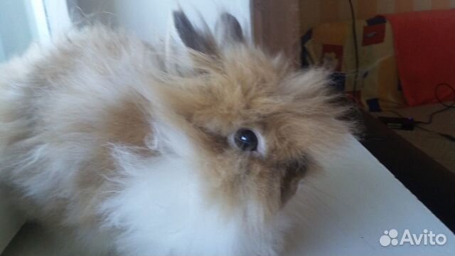 Кролик декоративный короткоухий