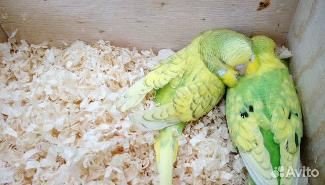 Зелёные птенчики из гнезда