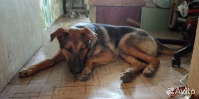 Найден годовалый кобелек