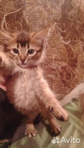 Очаровательные котята