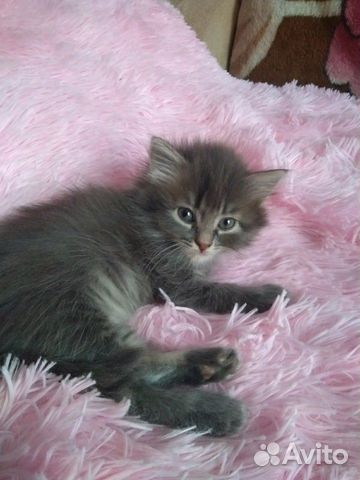 Замечательные котята неописуемой красоты.Здоровые