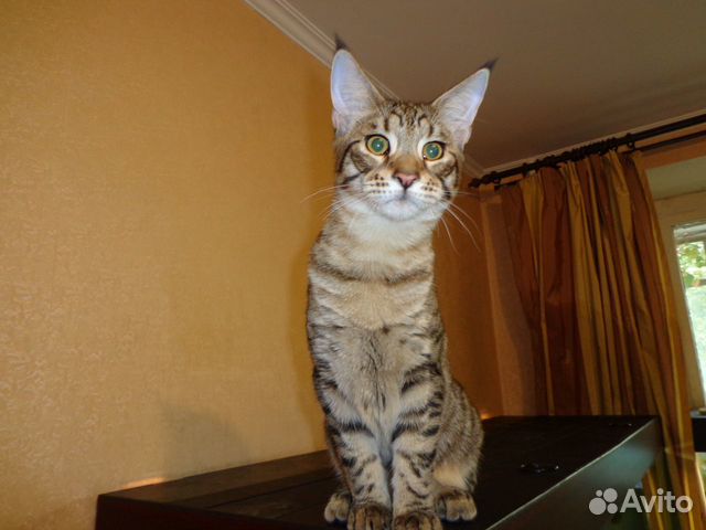 Уникальный котик