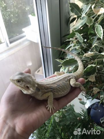 Бородатая агама хипо + террариум