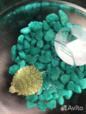 Красноухая черепашка