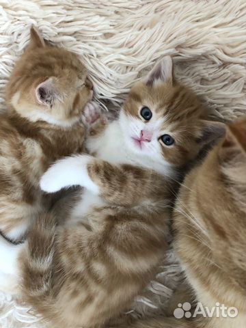 Шотландские котята