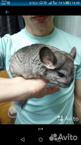 Шиншилла мальчик 4 месяца