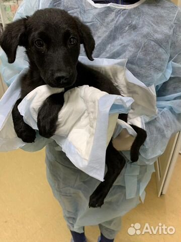 Щенок Бусинка