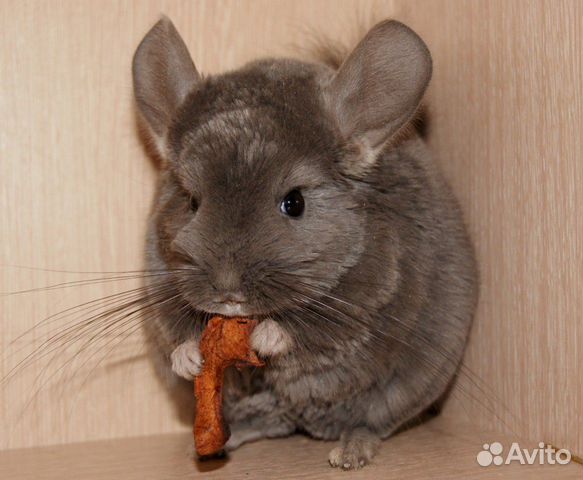 Шиншилла (Фиолетовый Эбони темный), самец, 3,5 мес