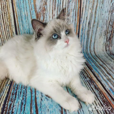Рэгдолл девочка, 6 месяцев шоу класс в разведение