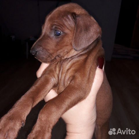 Щенки пинчер