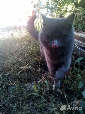 Кошка Фима ждет хозяина