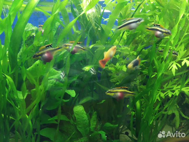 Аквариумные рыбки Пельвикахромисы