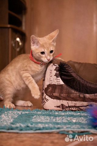 Активный лисёнок в добрые руки