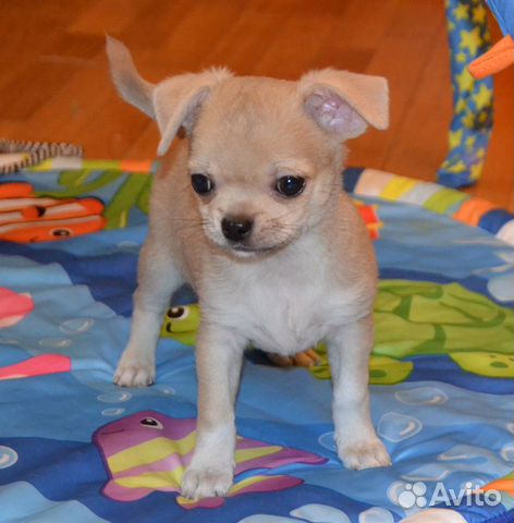 Чихуахуа отличный пацан