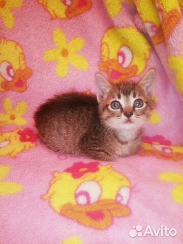 Маленькая Рыся