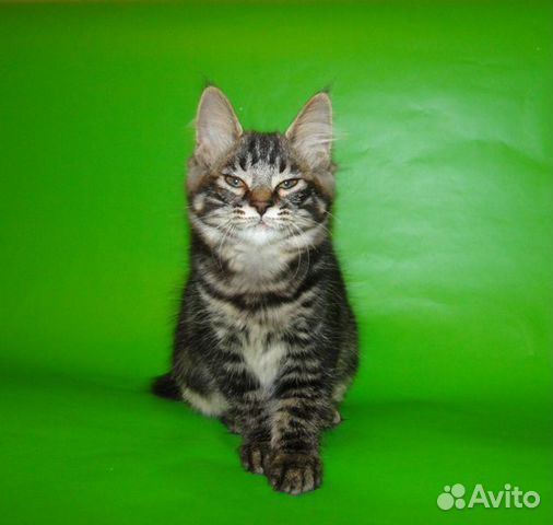 Кошечка Бэкки