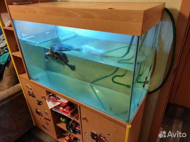 Красноухая черепаха со всеми принадлежностями. Акв