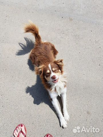 Мики в добрые руки