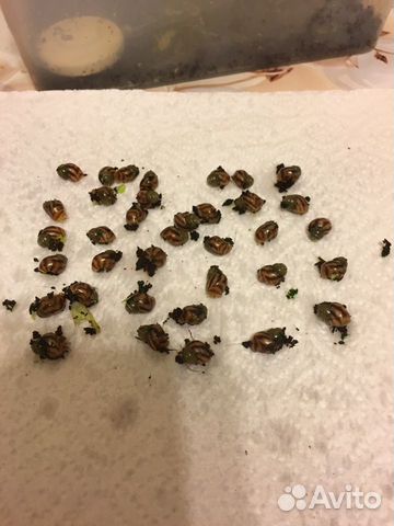 Улитки ахатины ретекулята