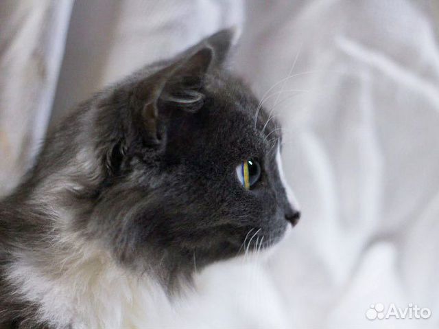 Эталон нежности - кошечка Лея, 1 год