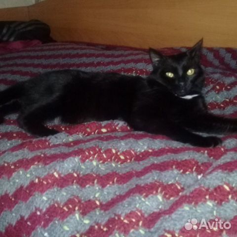 Кот к бархатной шерстью