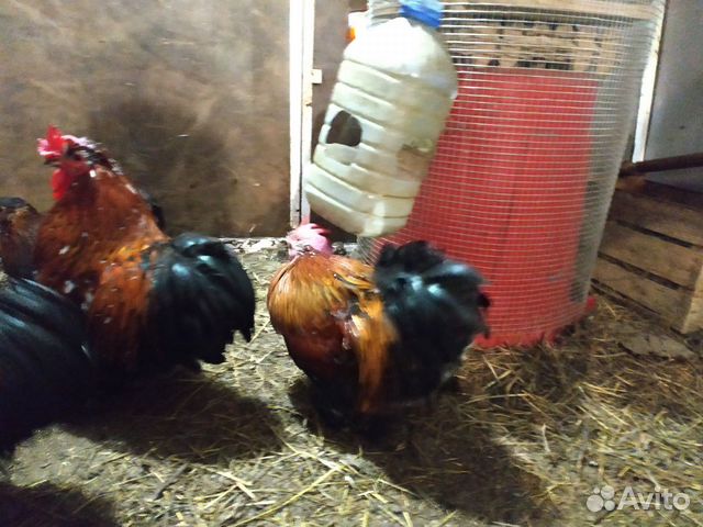 Карликовый кохинхин