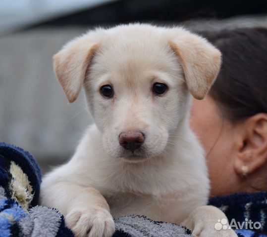 Милый щенок