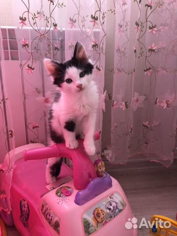 Прекрасный мальчик котёнок