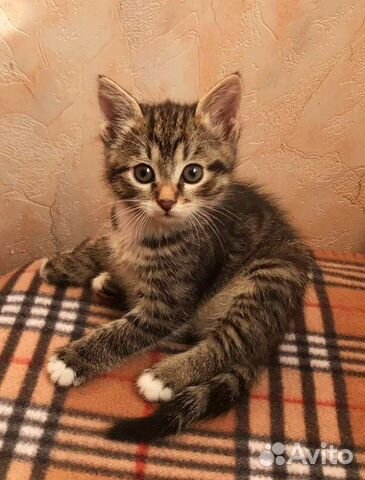 Отдам бесплатно в хорошие руки котенка молодую дев