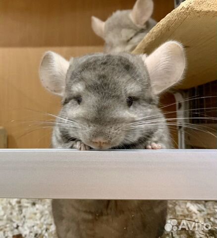 Шиншилла самочка