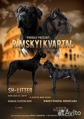 Кане корсо щенки от красивой племенной пары