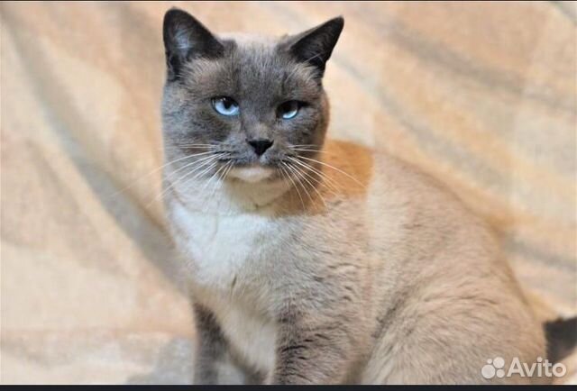 Голубоглазая британка в дар