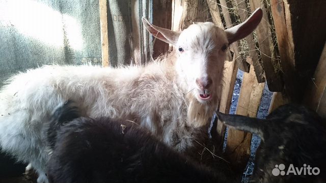 Козлики обмен