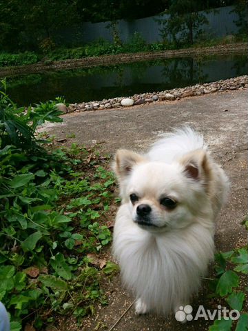 Чихуа для вязки