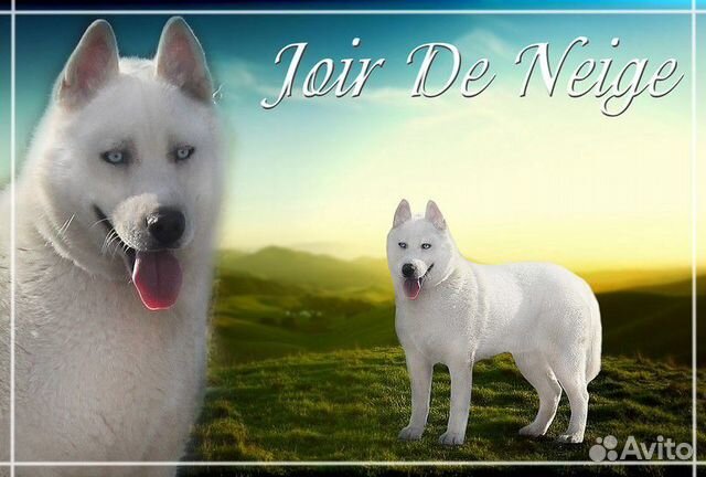 Хаски ищет даму сердца