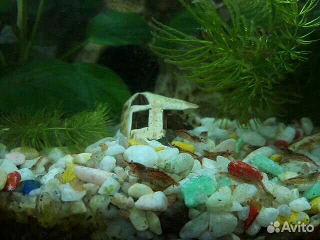 Креветка "вишенка"