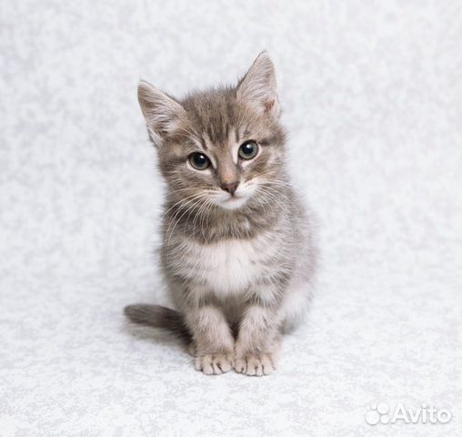 Котенок Рафаэль ищет дом
