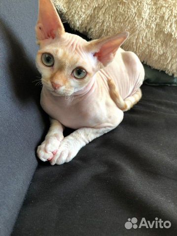 Котенок Девон Рекс