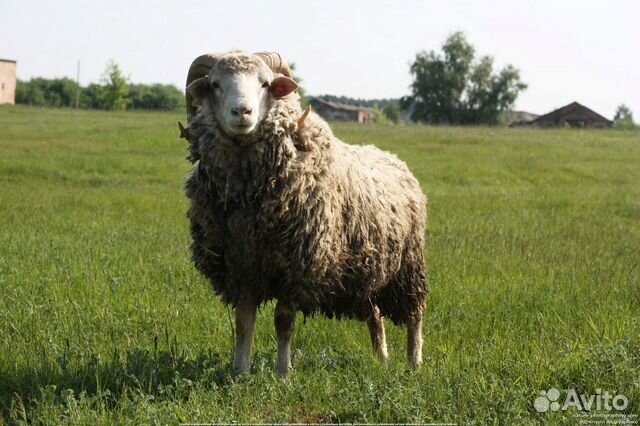 Баран на мясо