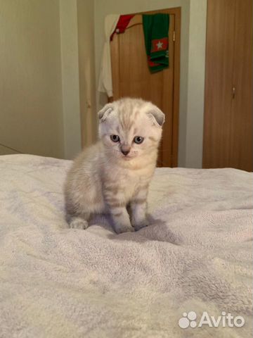 Британские котята