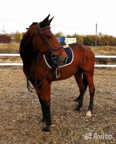 Кобыла Розалия полукровная