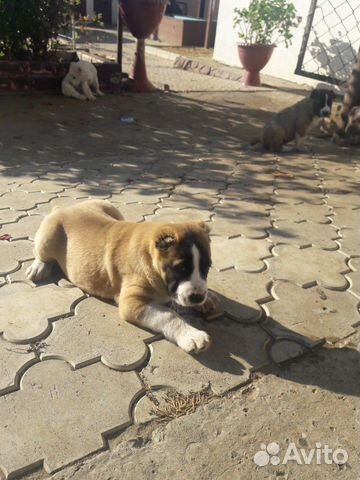 Продаются щенки среднеазиатской овчарки