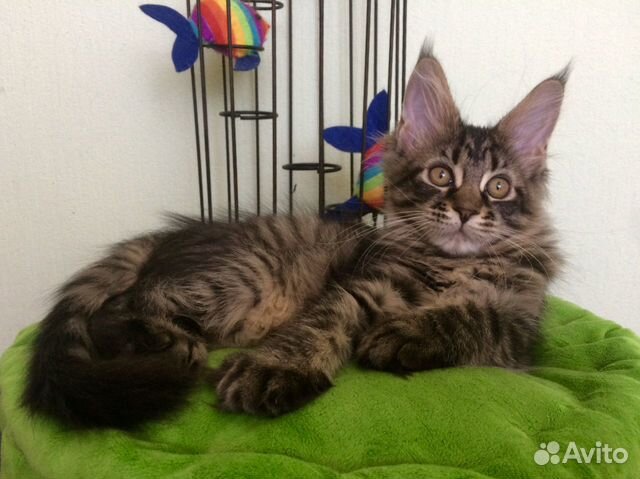 Котята мейнкунята