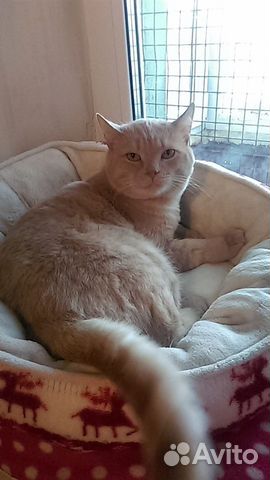 Котик Чип