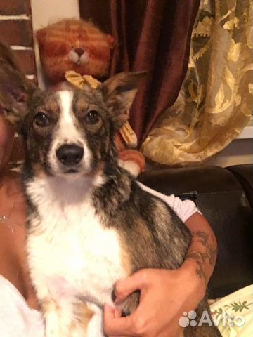 В добрые руки