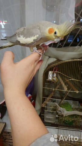 Коррела пара