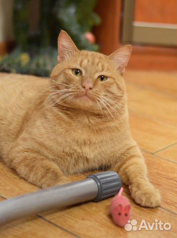 Фокс ищет Дом