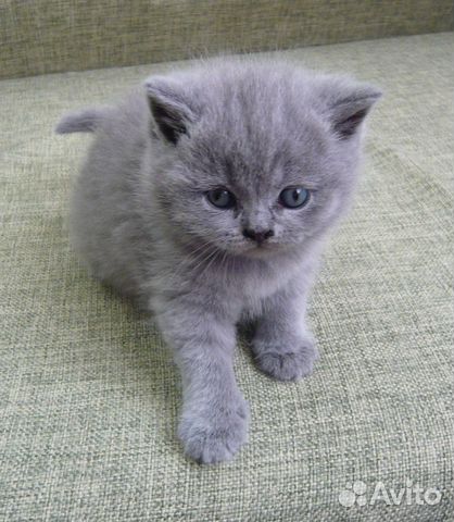Британские котята