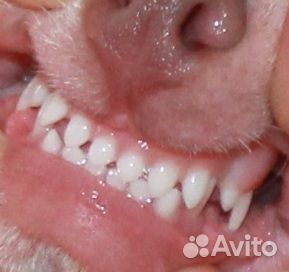 Лучшая для продолжения рода